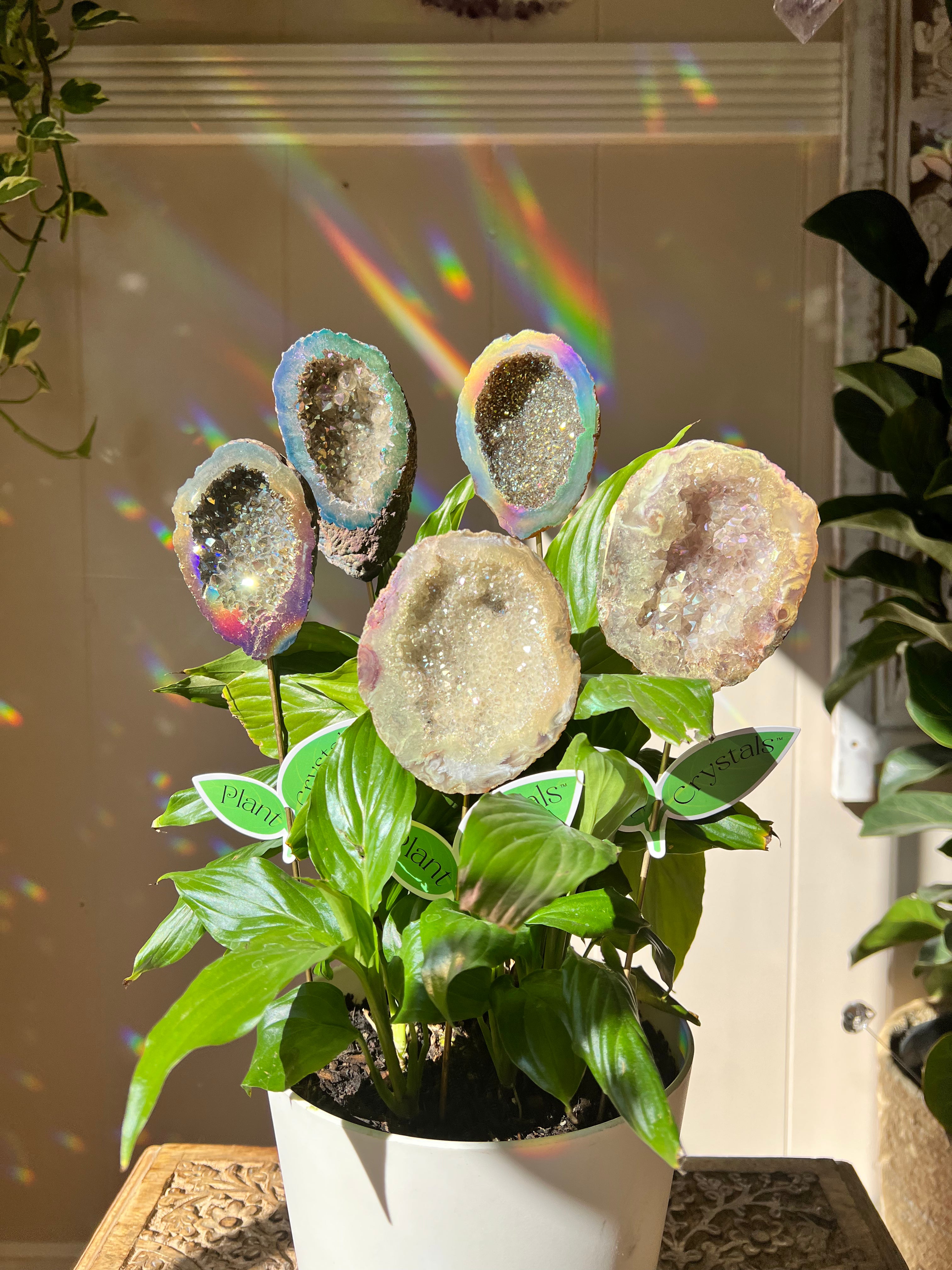 ANGEL AURA PLANT CRYSTALS – Plant Crystals