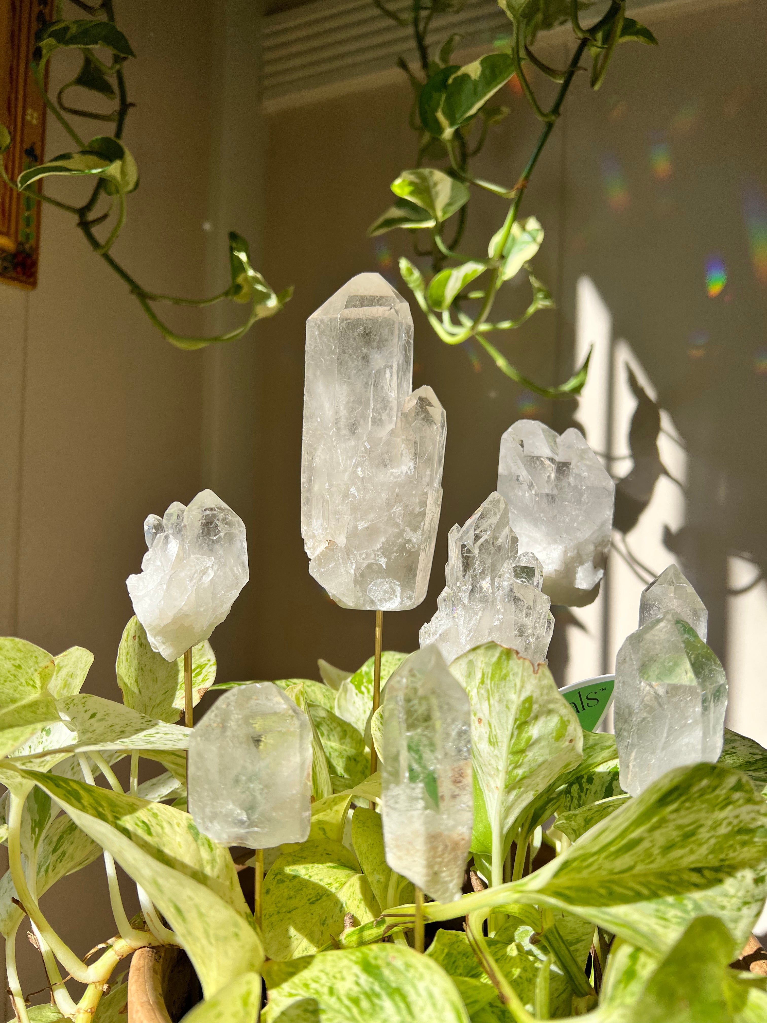 QUARTZ PLANT CRYSTALS – Plant Crystals