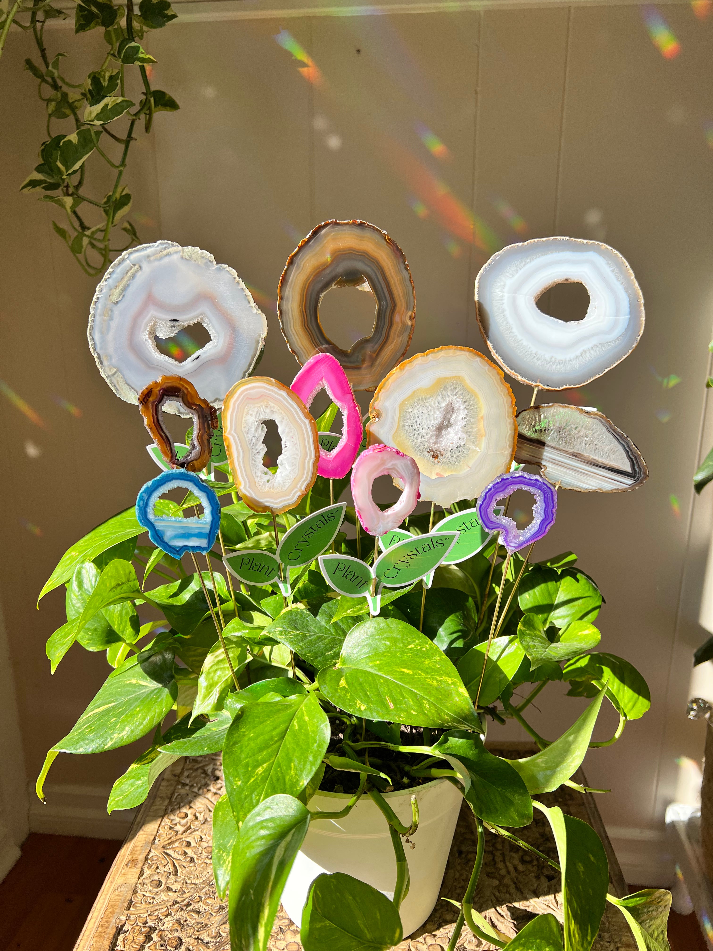 AGATE PLANT CRYSTALS – Plant Crystals