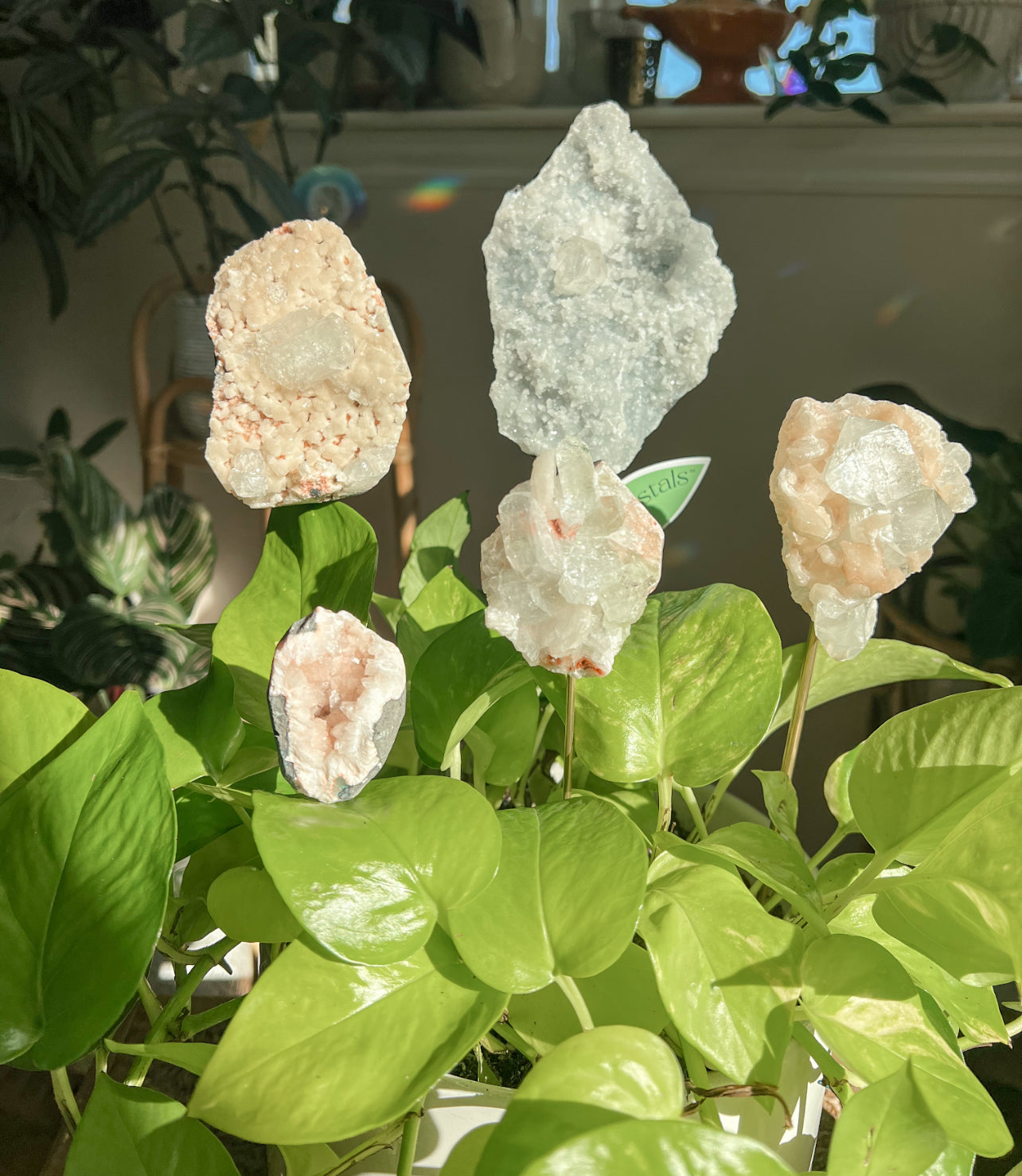 APOPHYLLITE PLANT CRYSTALS – Plant Crystals