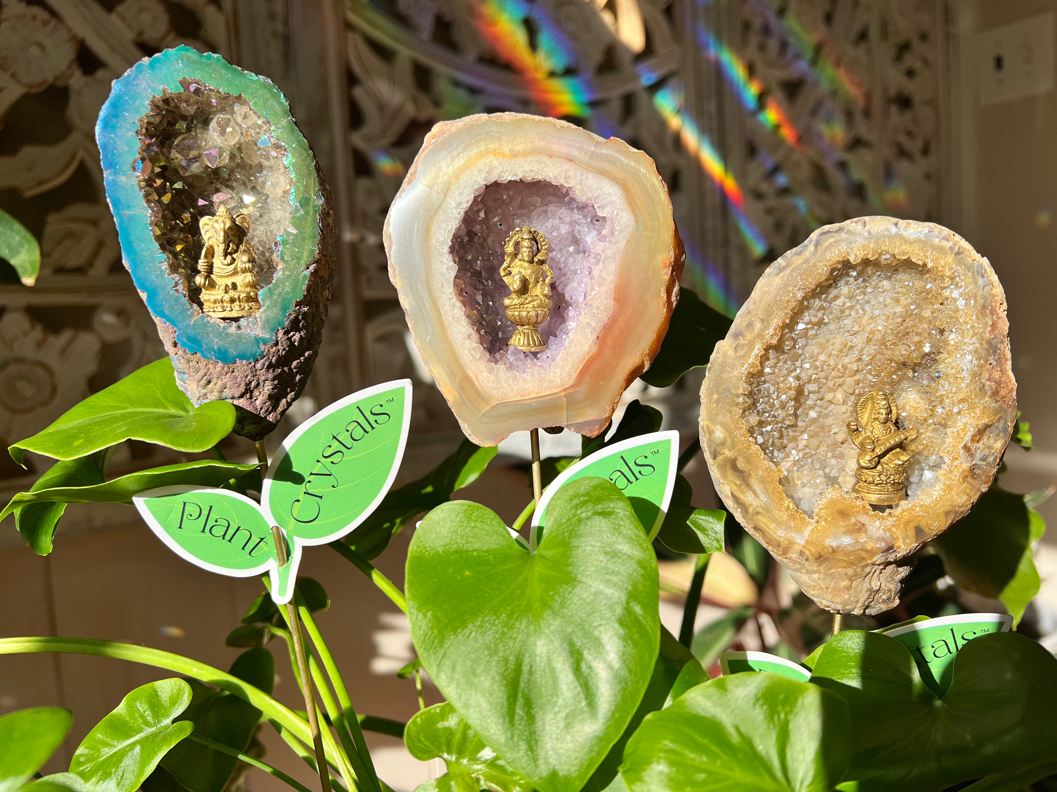 PREMIUM & RARE PLANT CRYSTALS – Plant Crystals