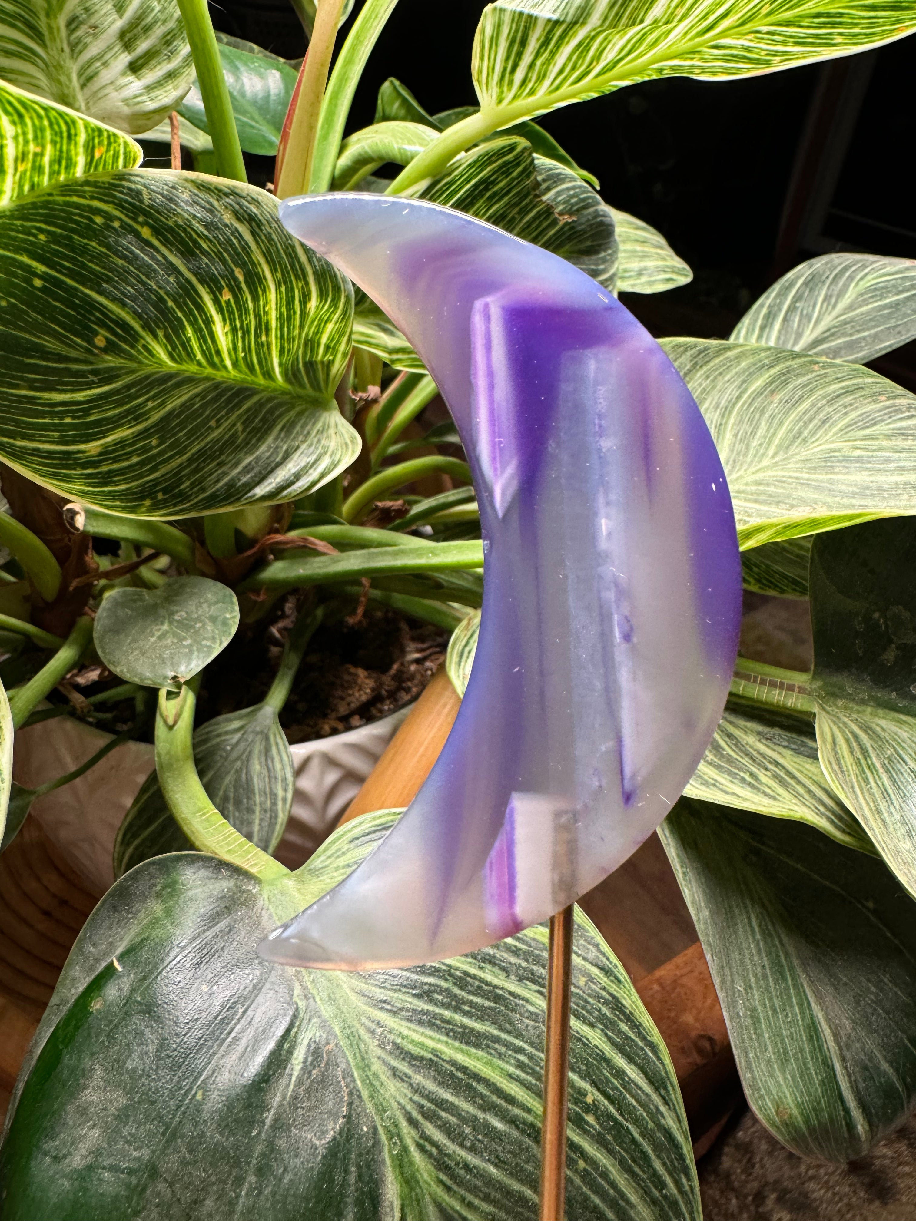 10/6 Purple Moon – Plant Crystals