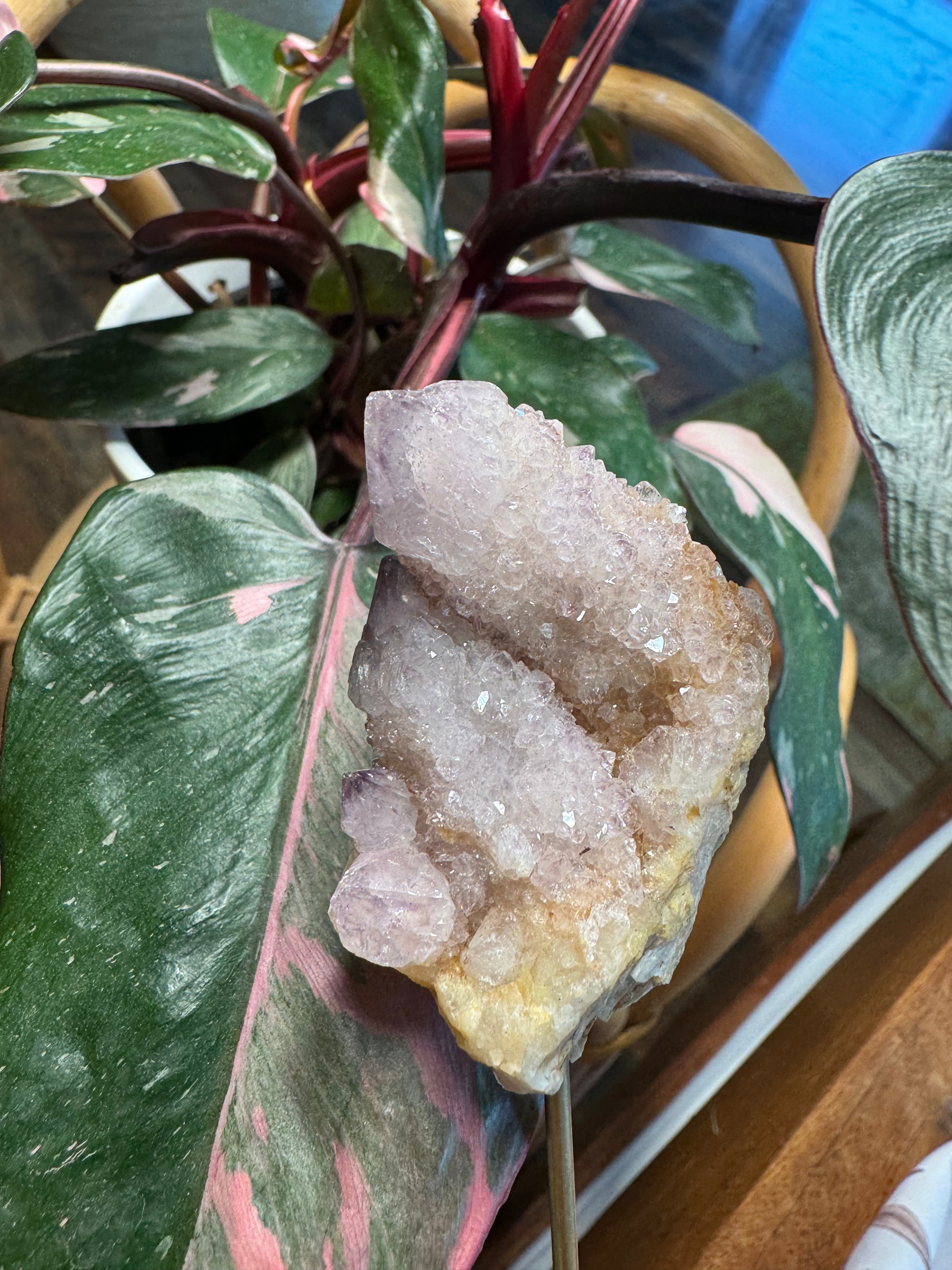 Carol – Plant Crystals