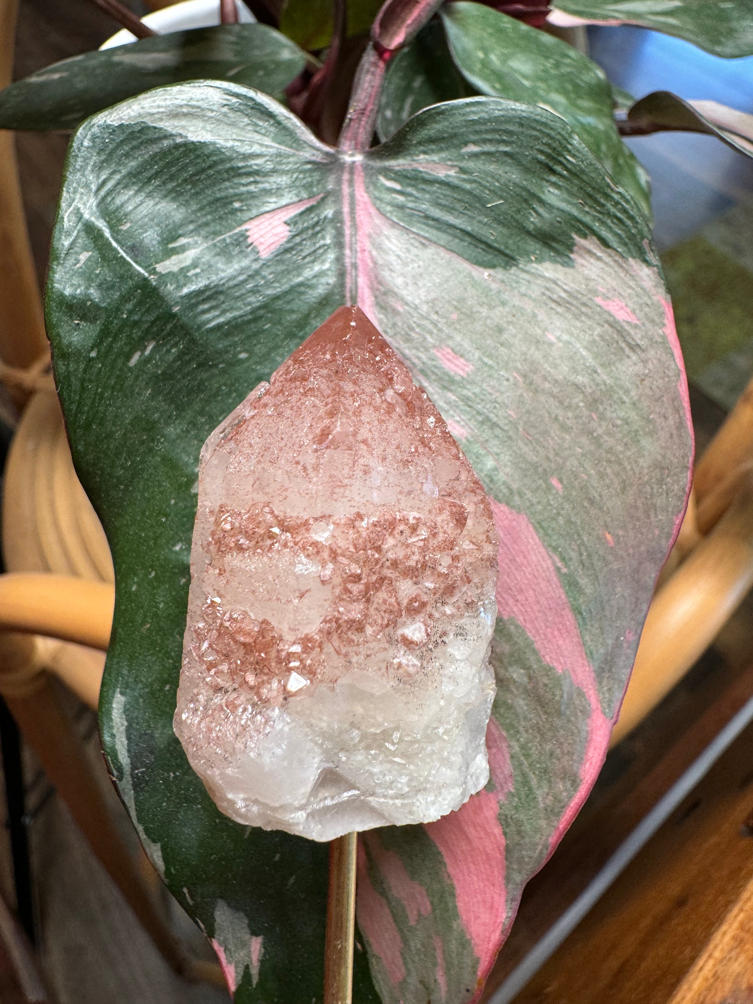 Sugar Drusy Pink Lithium – Plant Crystals